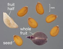 Brassicaceae | Fruit and Seed Family ID