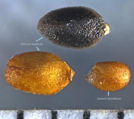 Lamiaceae | Fruit and Seed Family ID