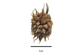 Typhaceae | Fruit and Seed Family ID