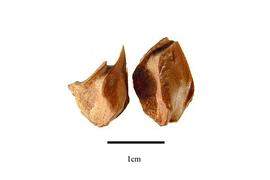 Taxaceae | Fruit and Seed Family ID