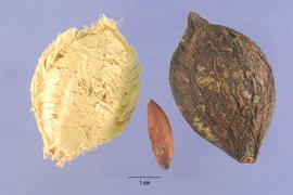 Combretaceae | Fruit and Seed Family ID