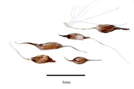 Typhaceae | Fruit and Seed Family ID