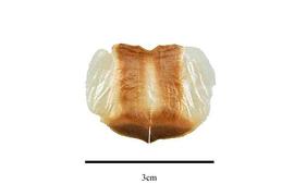 Welwitschiaceae | Fruit and Seed Family ID