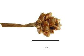 Xyridaceae | Fruit and Seed Family ID