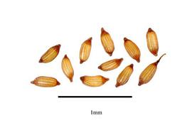 Xyridaceae | Fruit and Seed Family ID