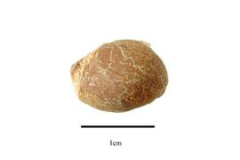 Zamiaceae | Fruit and Seed Family ID