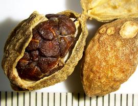 Zingiberaceae | Fruit and Seed Family ID