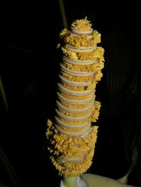 Cyclanthaceae | Fruit and Seed Family ID