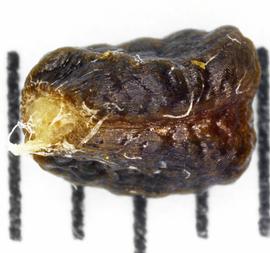 Zingiberaceae | Fruit and Seed Family ID