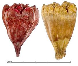 Pandanaceae | Fruit and Seed Family ID