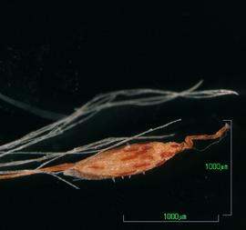 Typhaceae | Fruit and Seed Family ID