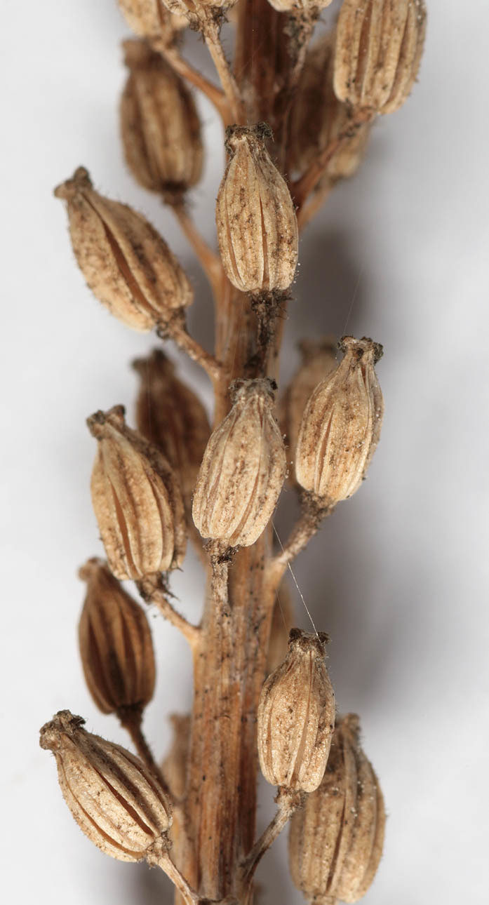 Juncaginaceae | Fruit and Seed Family ID