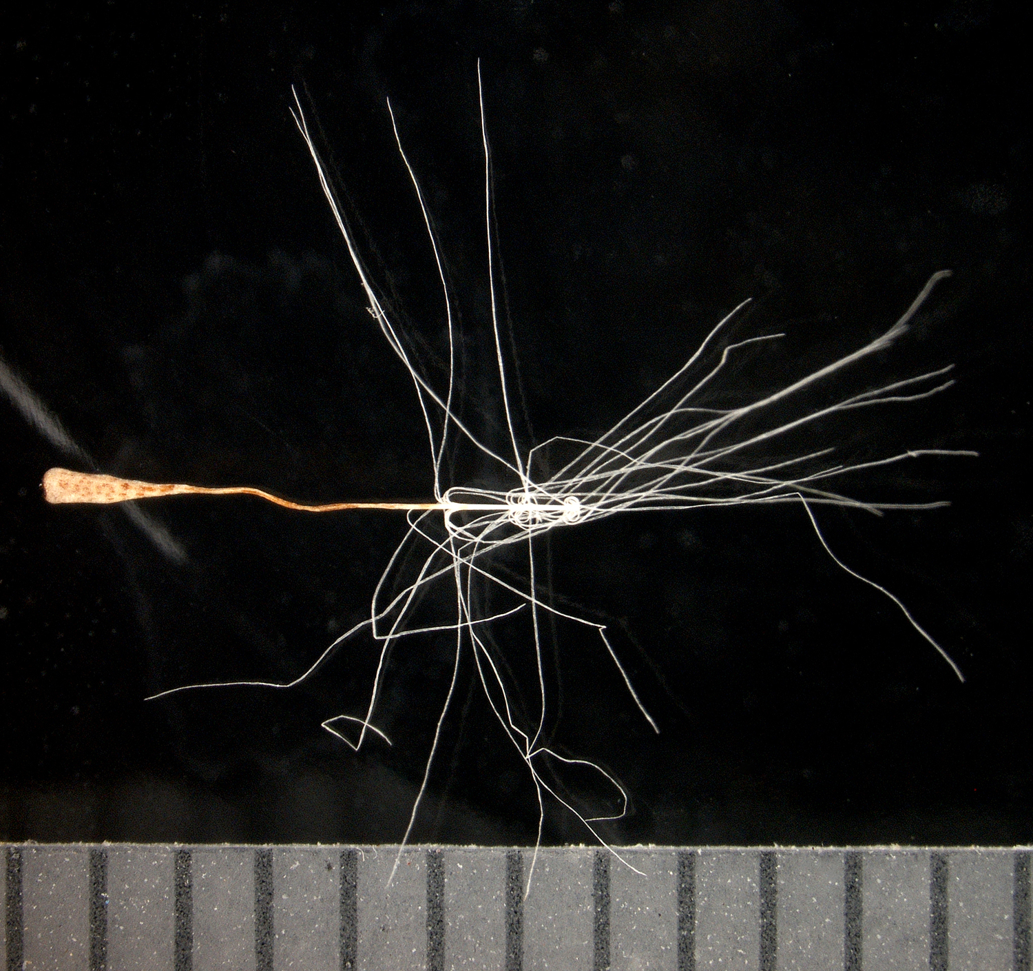 Typhaceae | Fruit and Seed Family ID