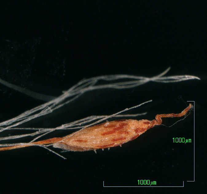 Typhaceae | Fruit and Seed Family ID