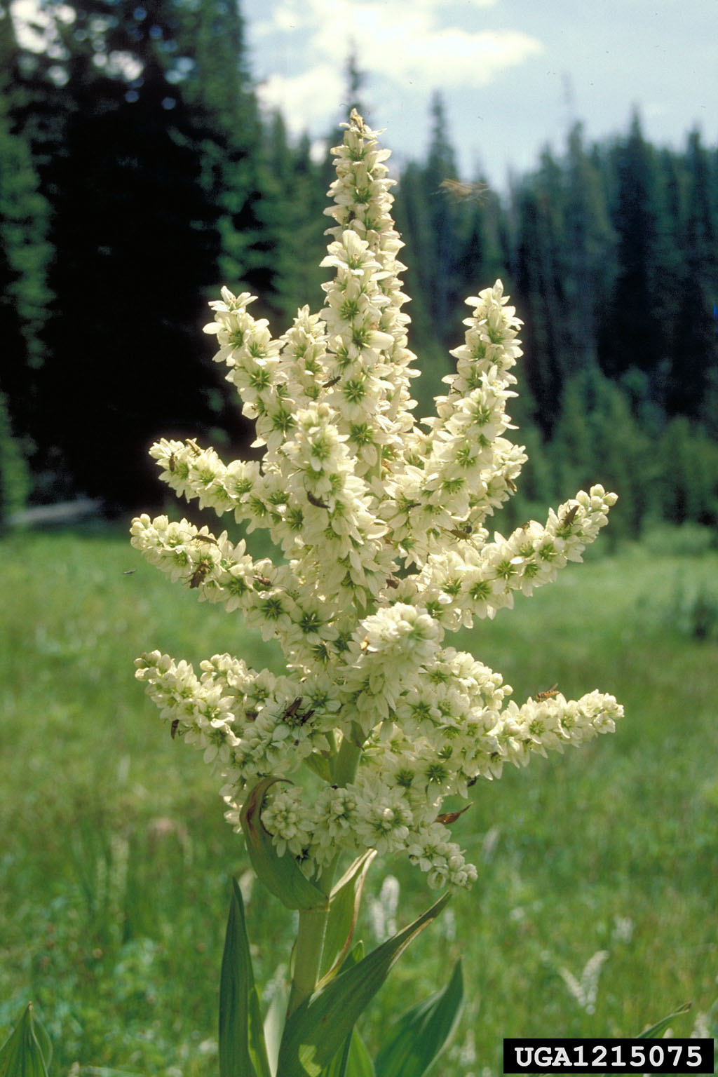 Melanthiaceae | Fruit and Seed Family ID