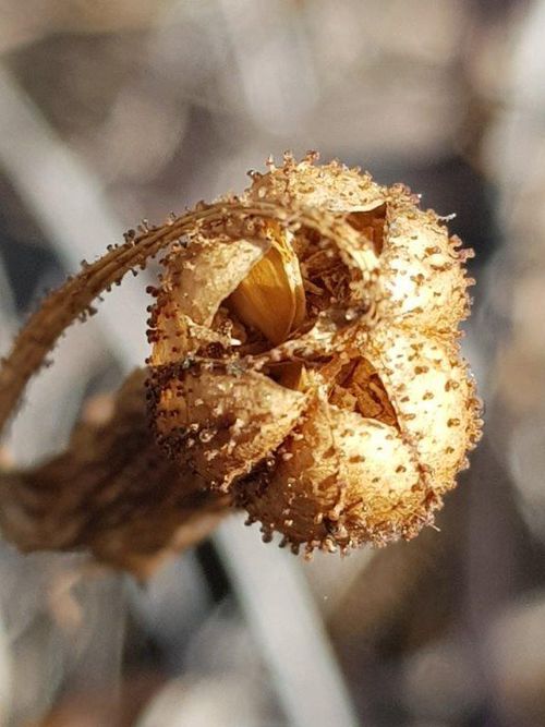 Velloziaceae | Fruit and Seed Family ID