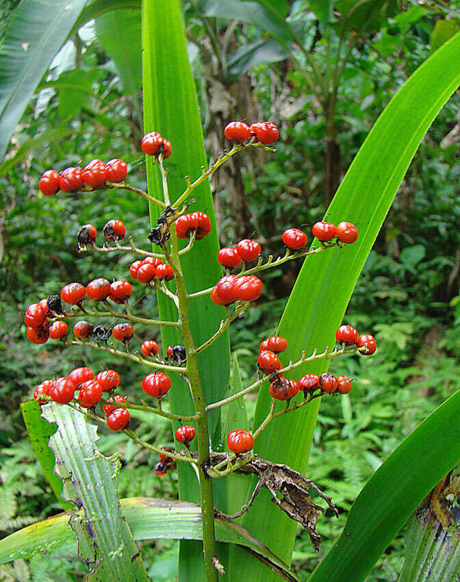 Haemodoraceae | Fruit and Seed Family ID