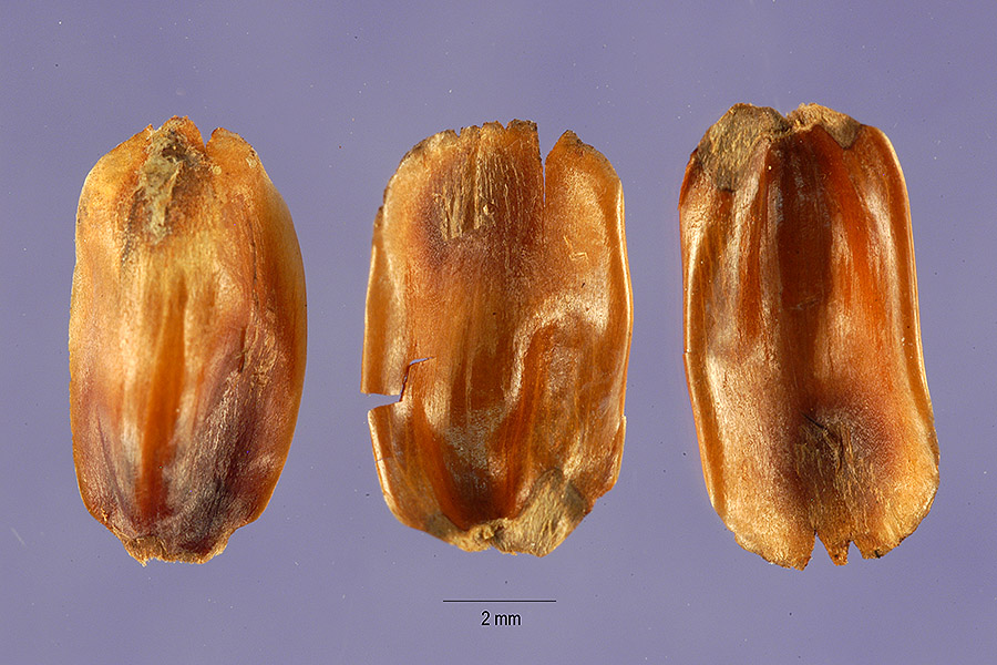 Xyridaceae | Fruit and Seed Family ID