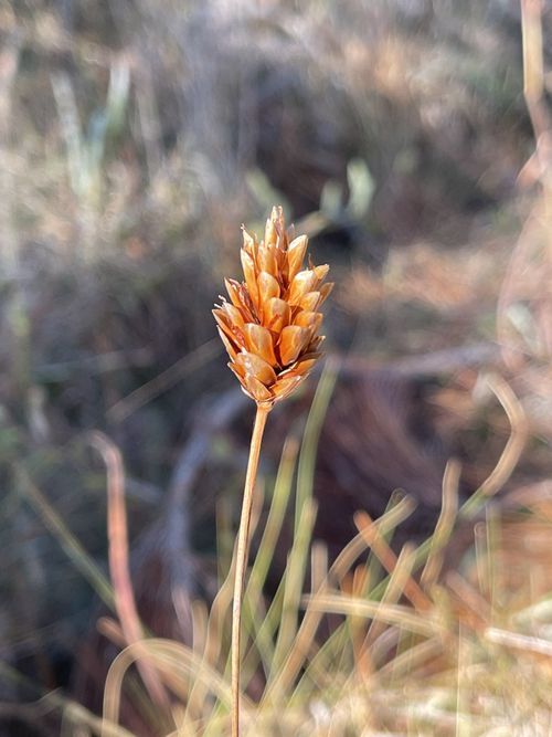 Xyridaceae | Fruit and Seed Family ID