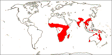 Aponogetonaceae | Fruit and Seed Family ID