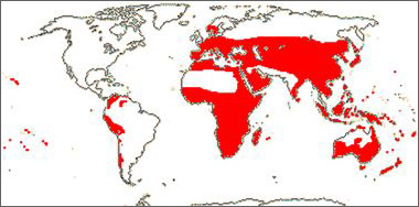 Asphodelaceae | Fruit and Seed Family ID