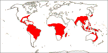 Burmanniaceae | Fruit and Seed Family ID
