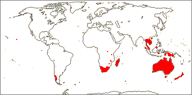 Restionaceae | Fruit and Seed Family ID