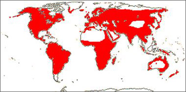 Typhaceae | Fruit and Seed Family ID