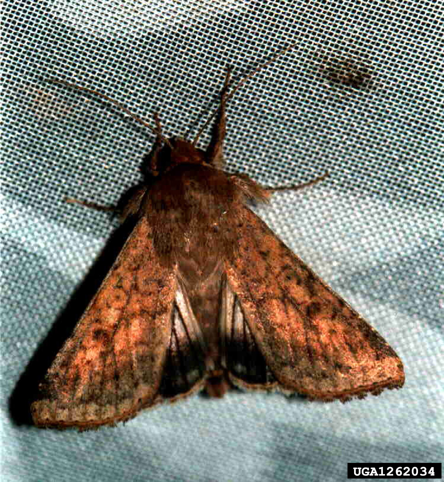 Cotton Bollworm | AQI pest guides