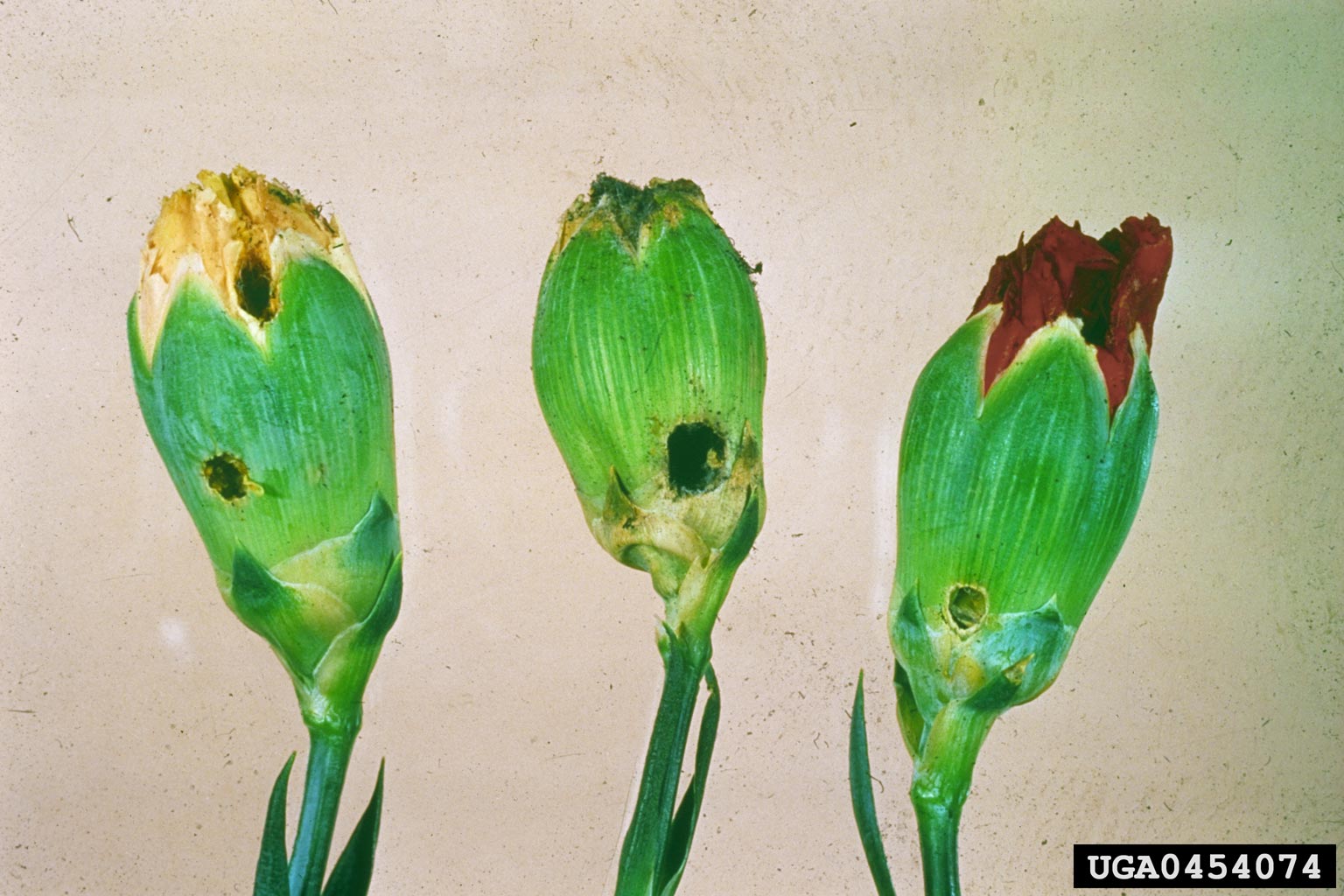 Cotton Bollworm | AQI pest guides