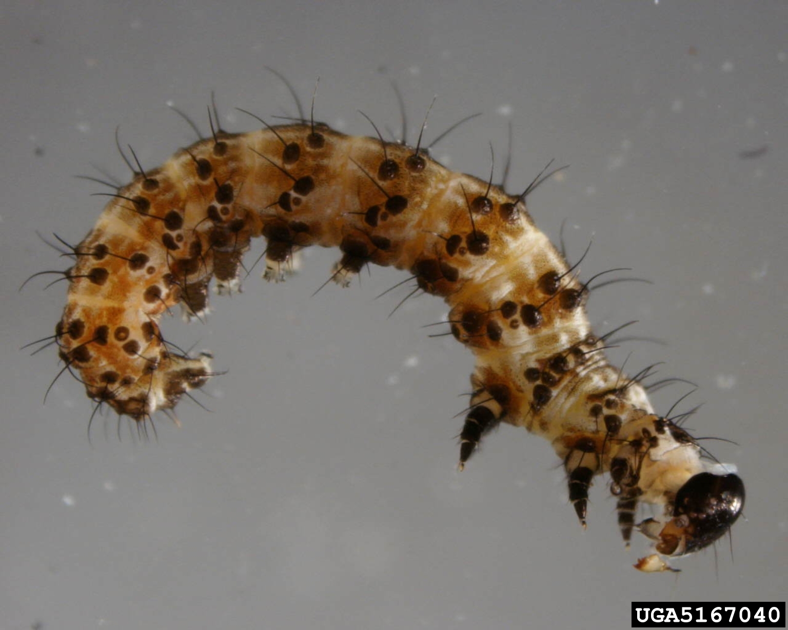 Cotton Bollworm | AQI pest guides