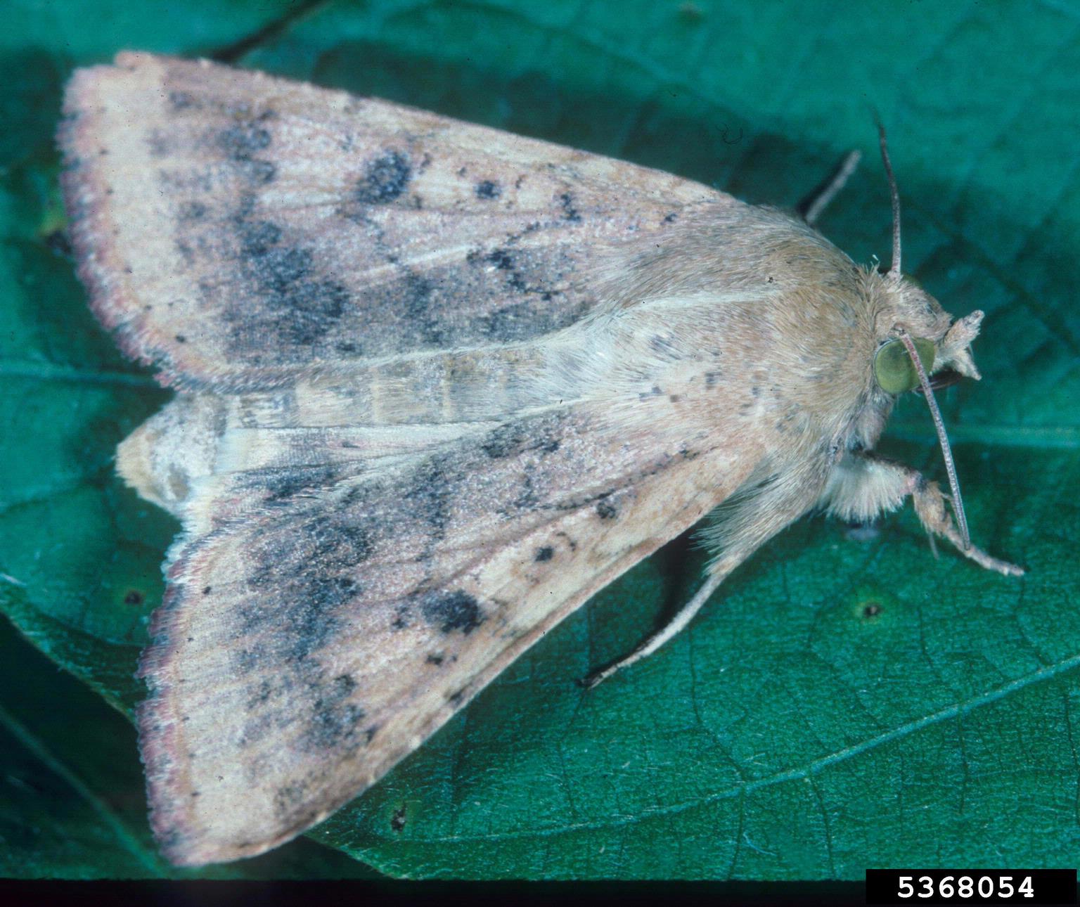 Cotton Bollworm | AQI pest guides