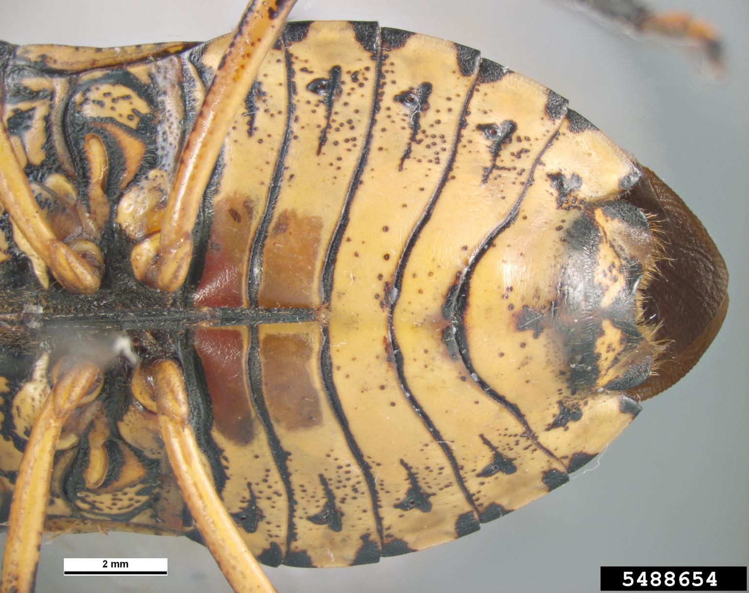 Yellow-spotted Stink Bug | AQI pest guides