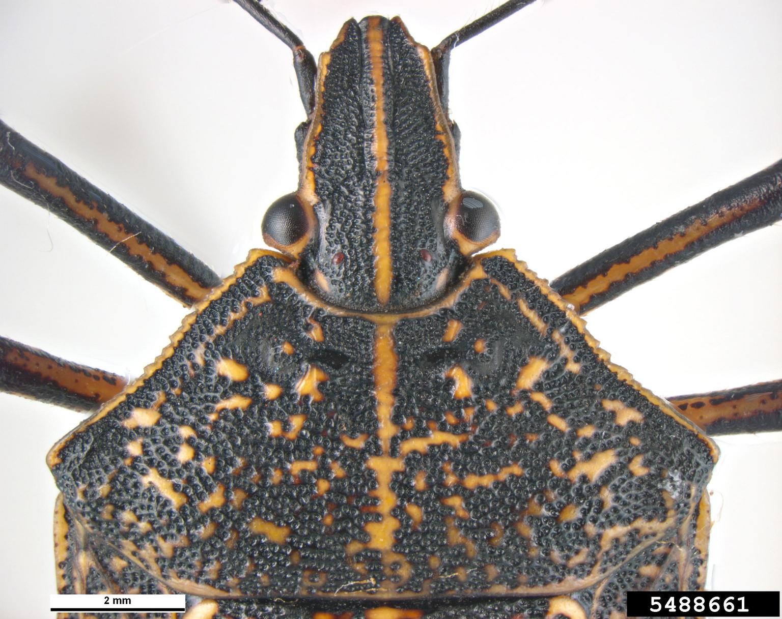 Yellow-spotted Stink Bug | AQI pest guides