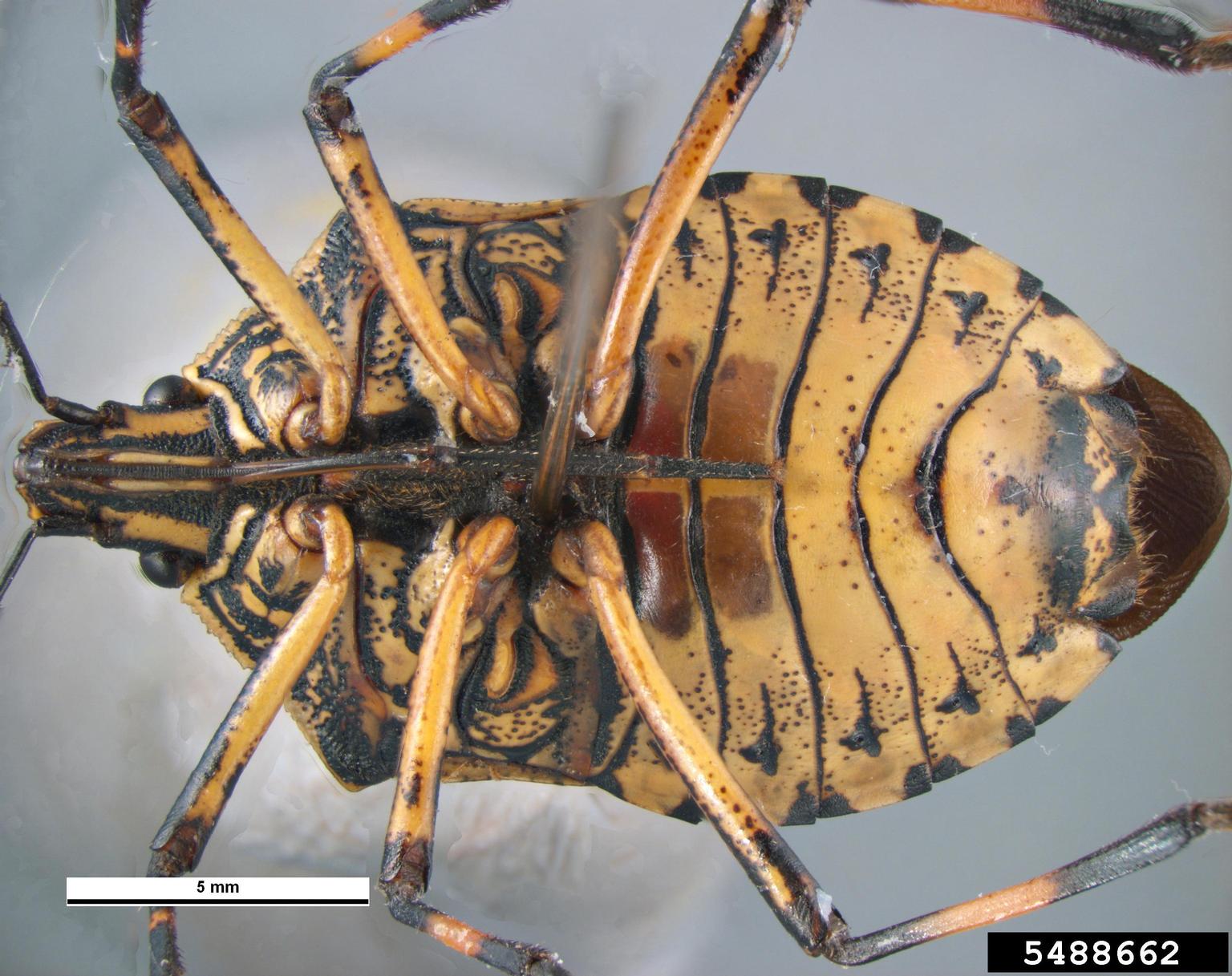 Yellow-spotted Stink Bug | AQI pest guides