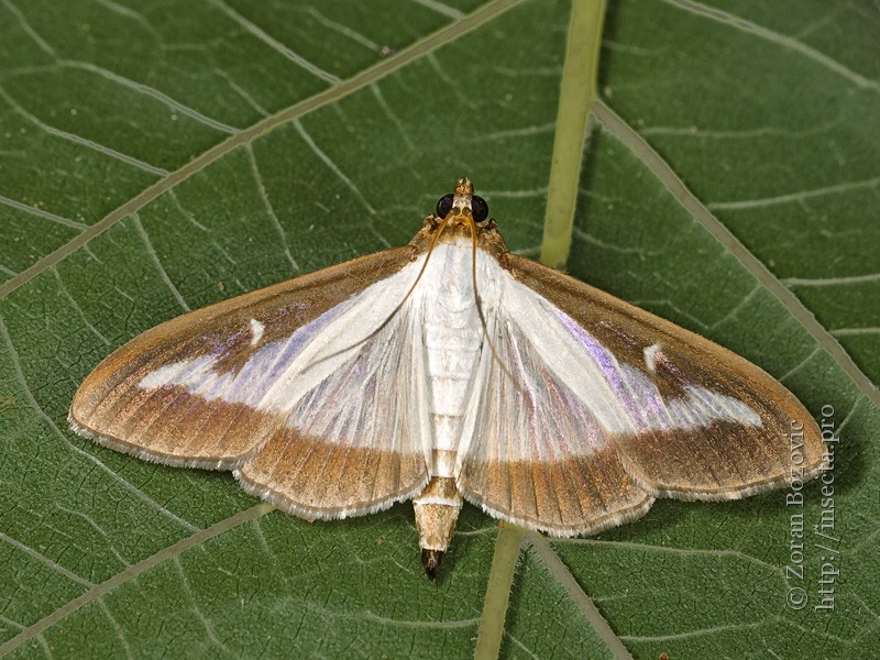 Box Tree Moth | AQI pest guides