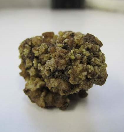 Potato Wart Disease | AQI pest guides