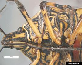 Yellow-spotted Stink Bug | AQI pest guides