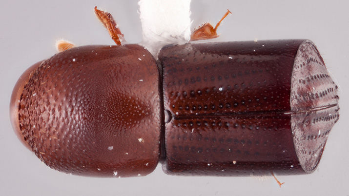 Amasa gibbosa | Southeast Asian Ambrosia Beetle ID