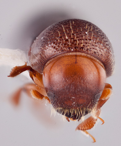 Amasa gibbosa | Southeast Asian Ambrosia Beetle ID