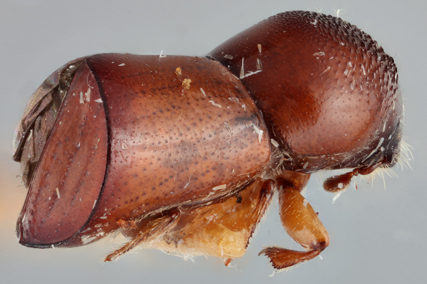 Amasa opalescens | Southeast Asian Ambrosia Beetle ID