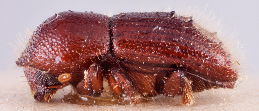 Ambrosiophilus | Southeast Asian Ambrosia Beetle ID