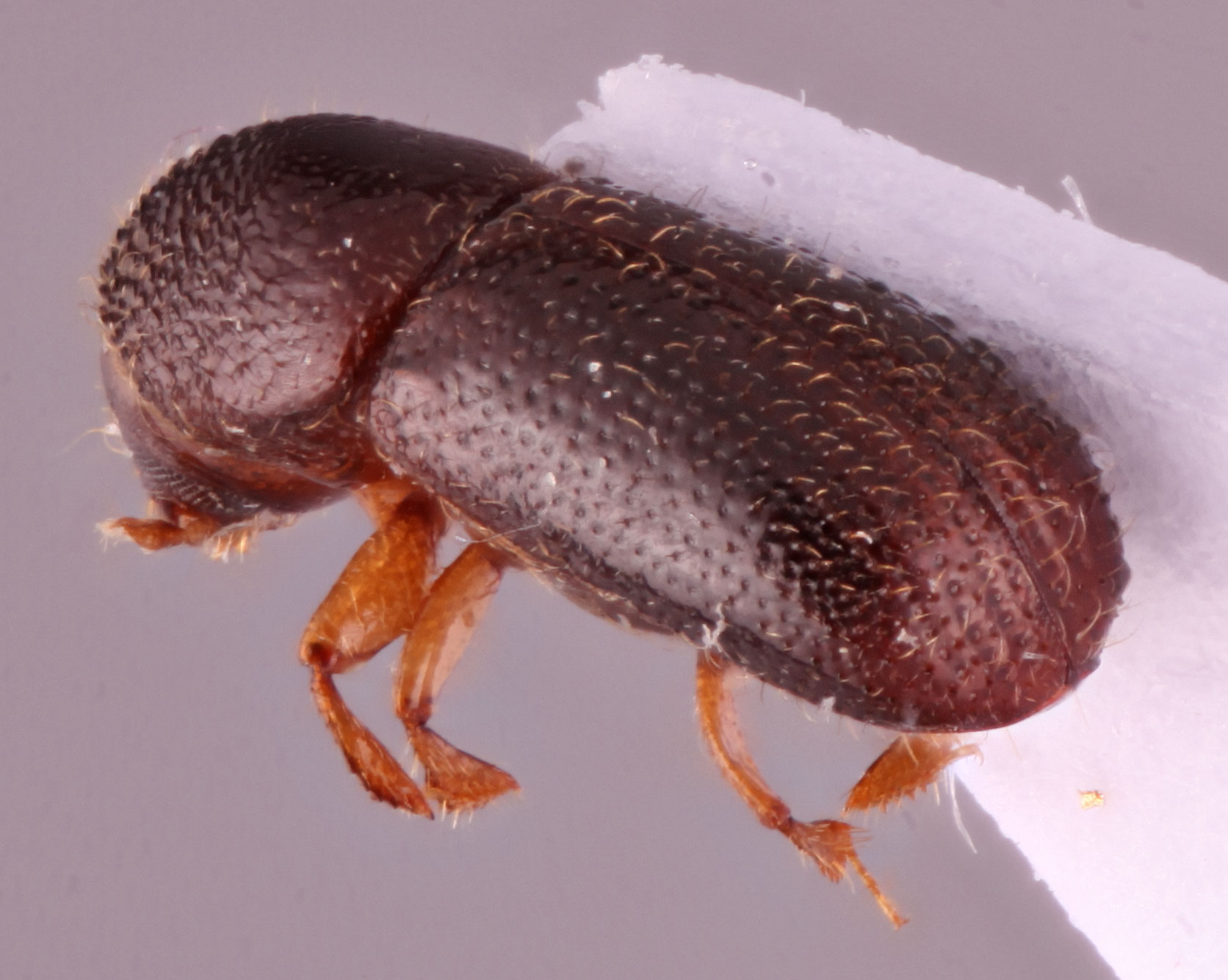 Ambrosiophilus lannaensis | Southeast Asian Ambrosia Beetle ID