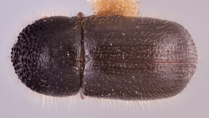 Anisandrus dispar | Southeast Asian Ambrosia Beetle ID