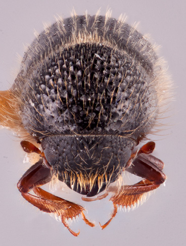 Anisandrus dispar | Southeast Asian Ambrosia Beetle ID