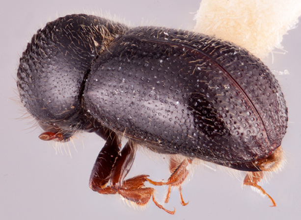 Anisandrus dispar | Southeast Asian Ambrosia Beetle ID