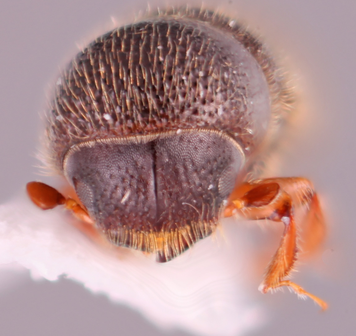 Arixyleborus setosus | Southeast Asian Ambrosia Beetle ID