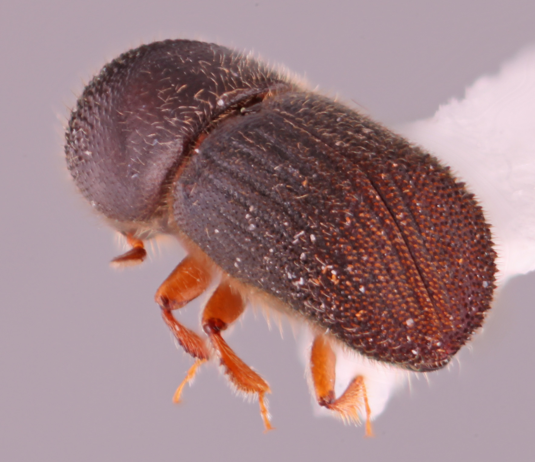 Arixyleborus setosus | Southeast Asian Ambrosia Beetle ID