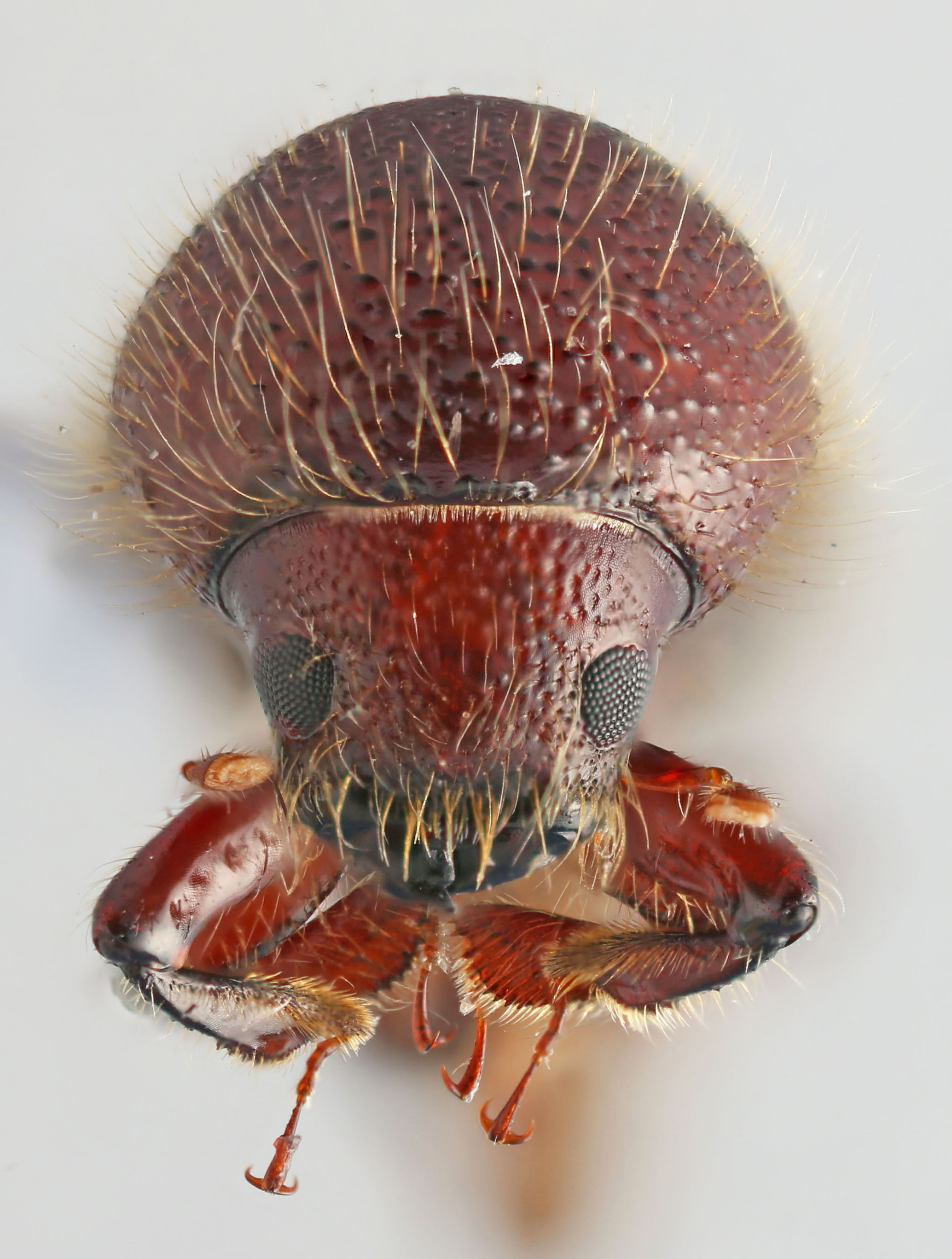 Beaverium latus | Southeast Asian Ambrosia Beetle ID