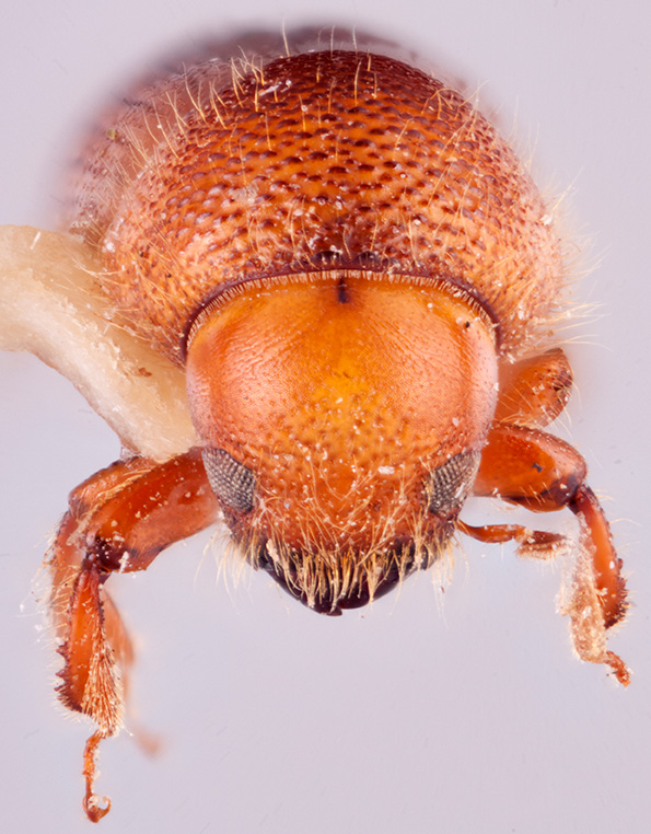 Beaverium magnus | Southeast Asian Ambrosia Beetle ID